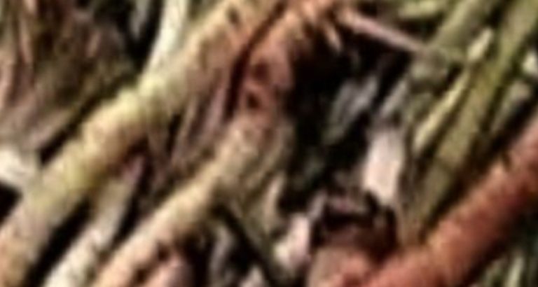 The Powerful Plant That May Support Cancer Treatment: A Closer Look at ...