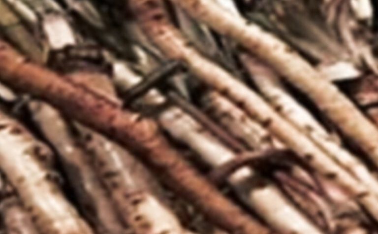 The Powerful Plant That May Support Cancer Treatment: A Closer Look at ...