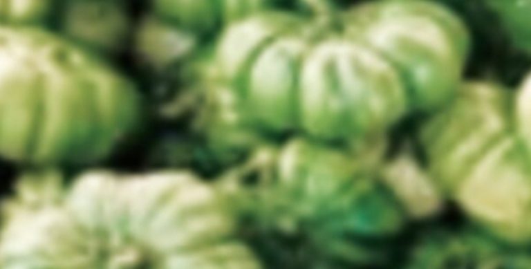 Discover the secret health benefits of common mallow – Fekry Food