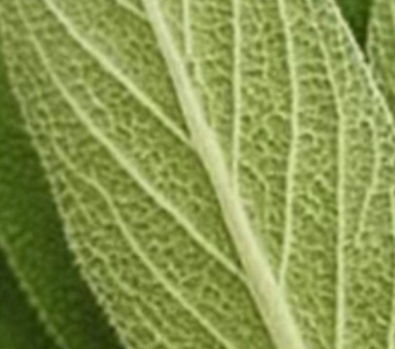 Sage: A Natural Remedy for Brain Health, Inflammation, and Joint Pain ...